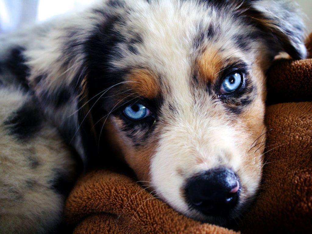 Aussie Dog Wallpapers - Wallpaper Cave