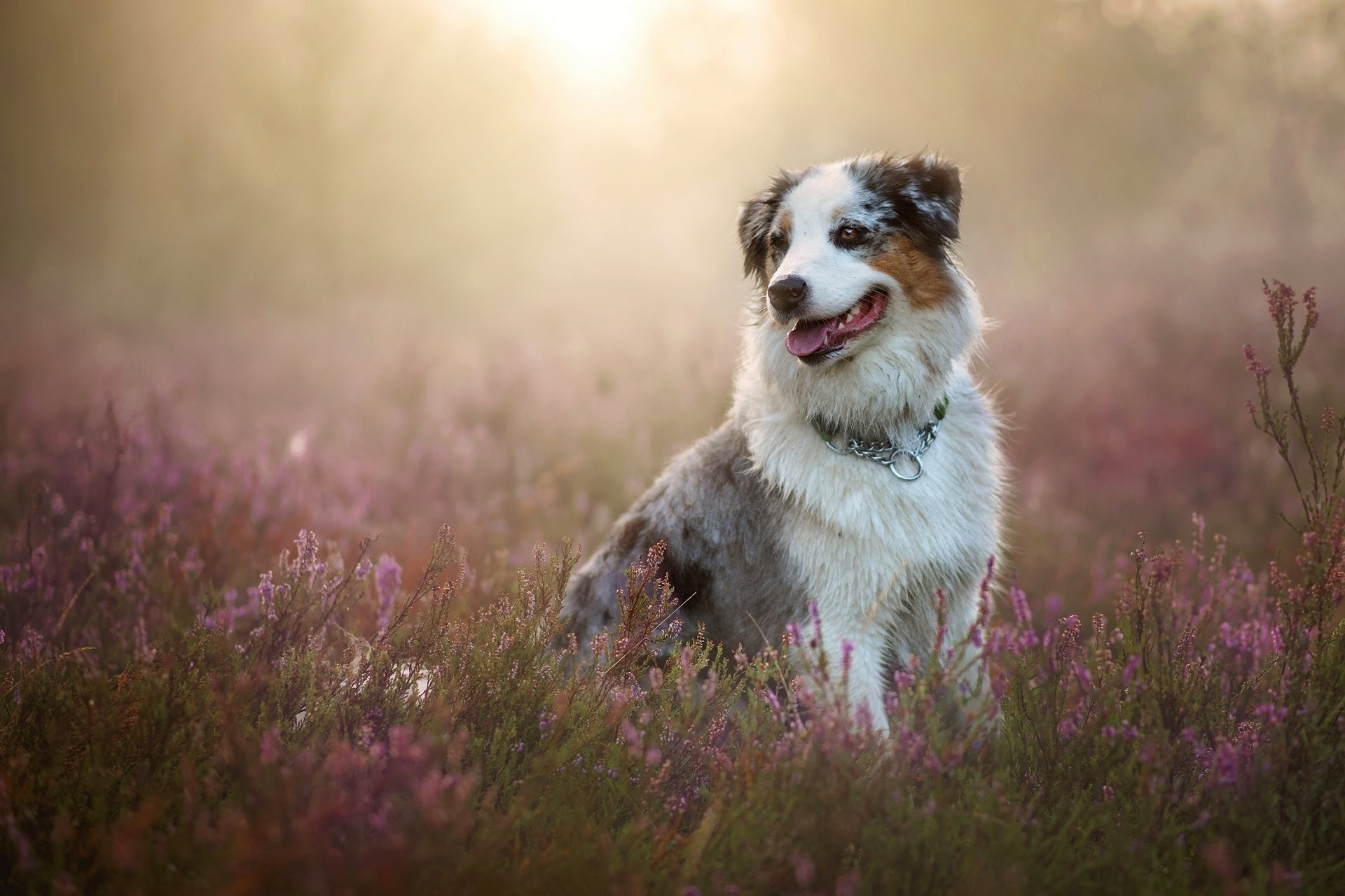 Aussie Dog Wallpapers - Wallpaper Cave