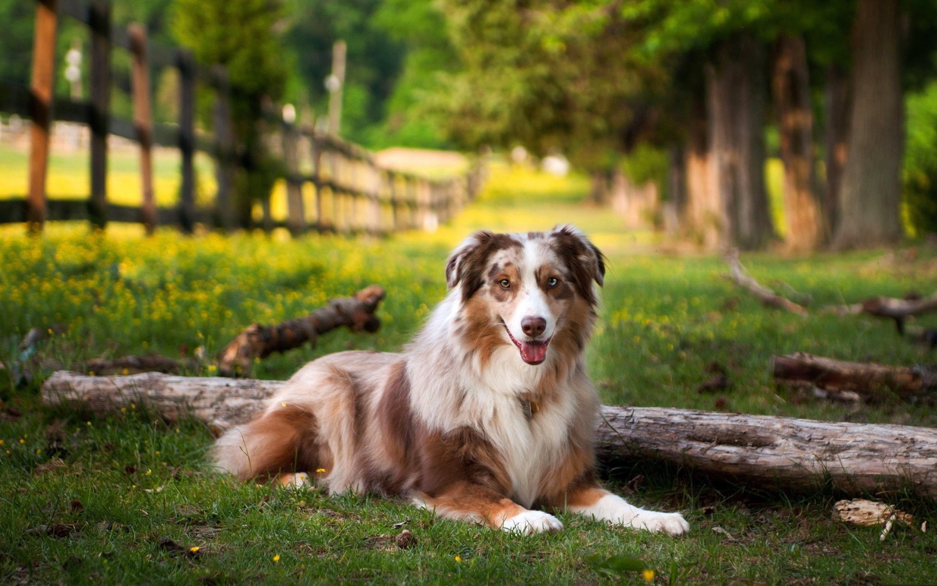 Aussie Dog Wallpapers - Wallpaper Cave