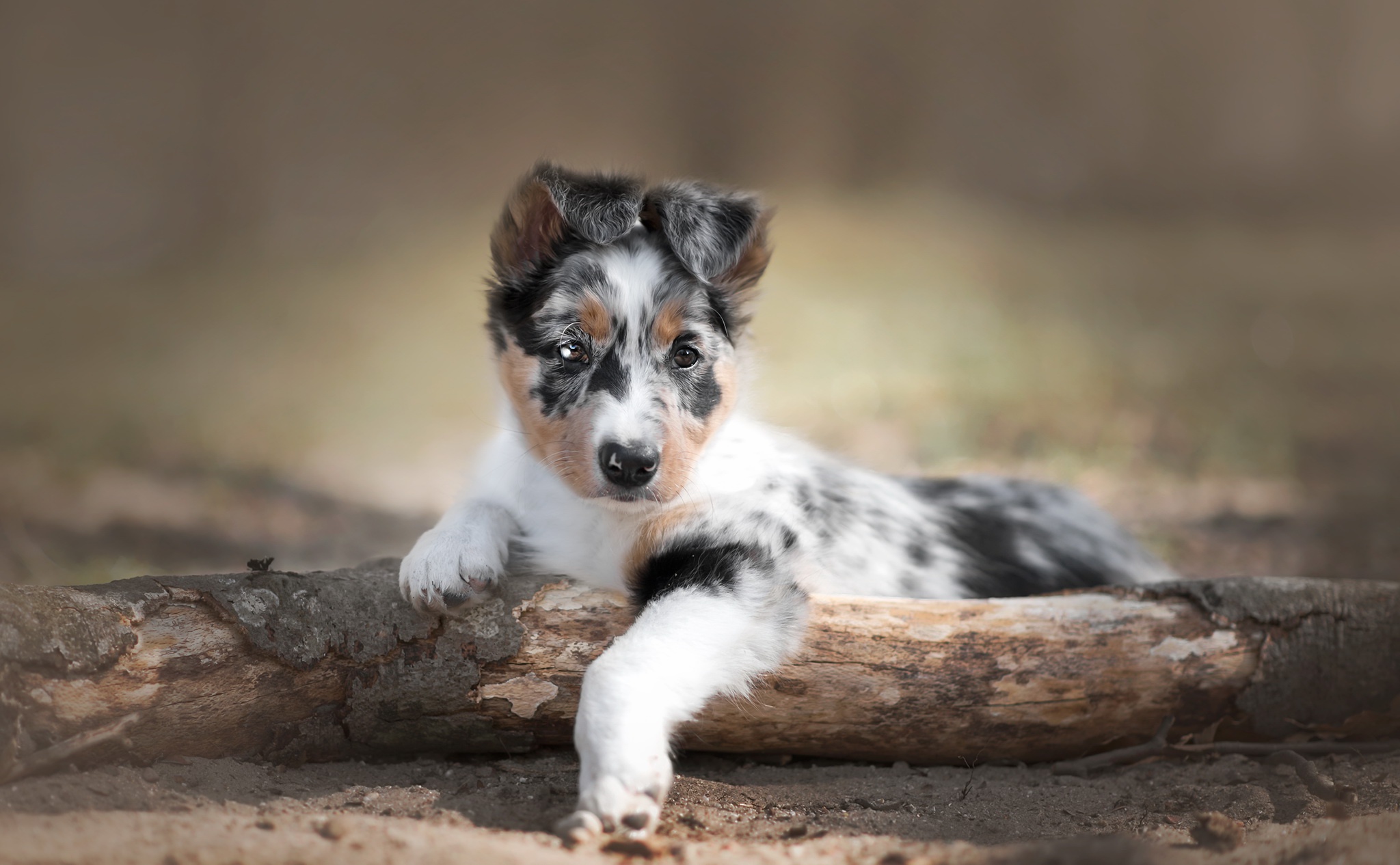 Aussie Dog Wallpapers - Wallpaper Cave