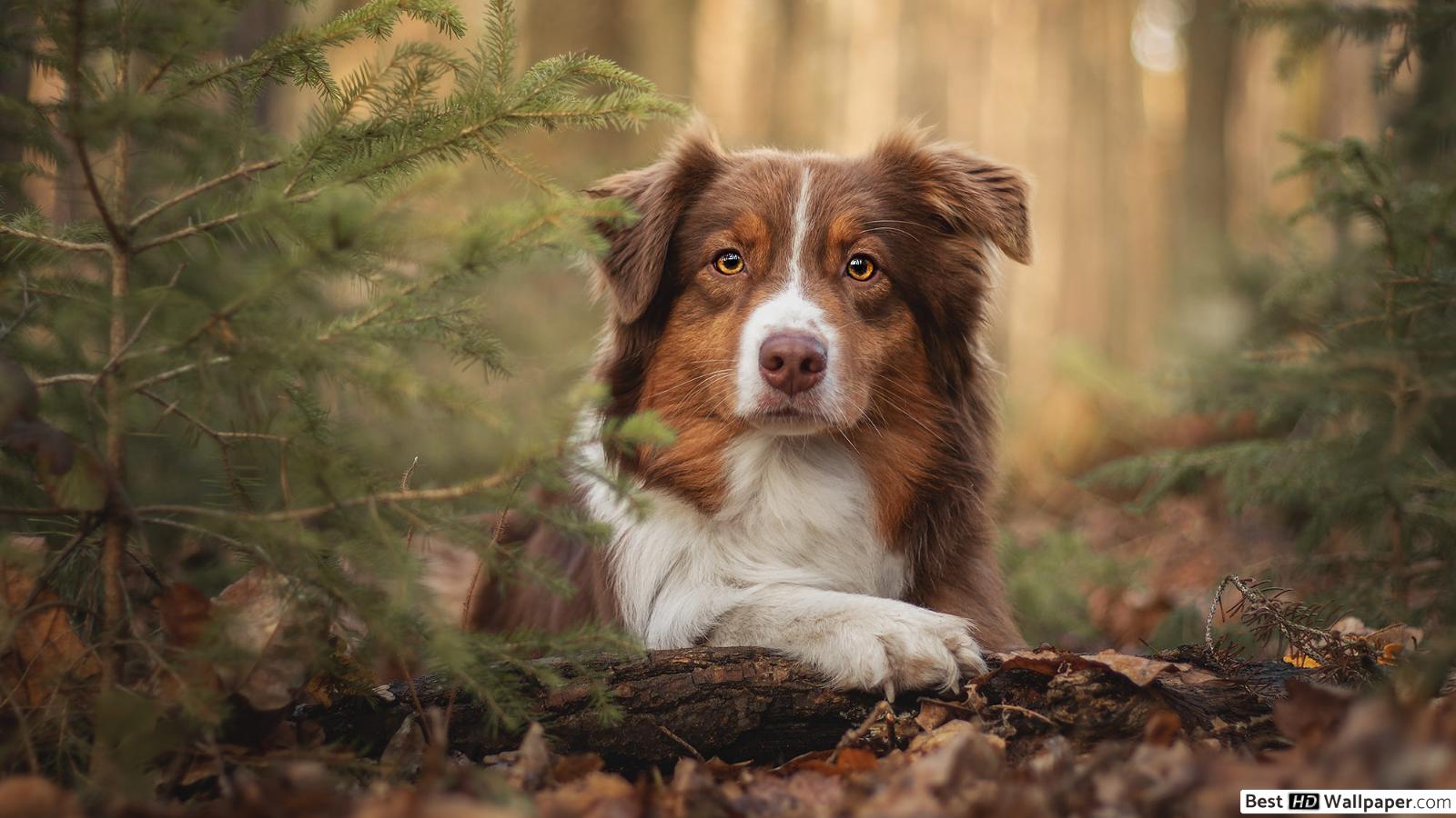 Aussie Dog Wallpapers - Wallpaper Cave