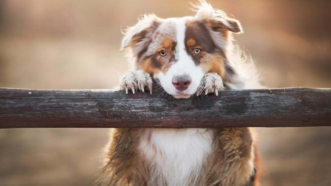 Aussie Dog Wallpapers - Wallpaper Cave