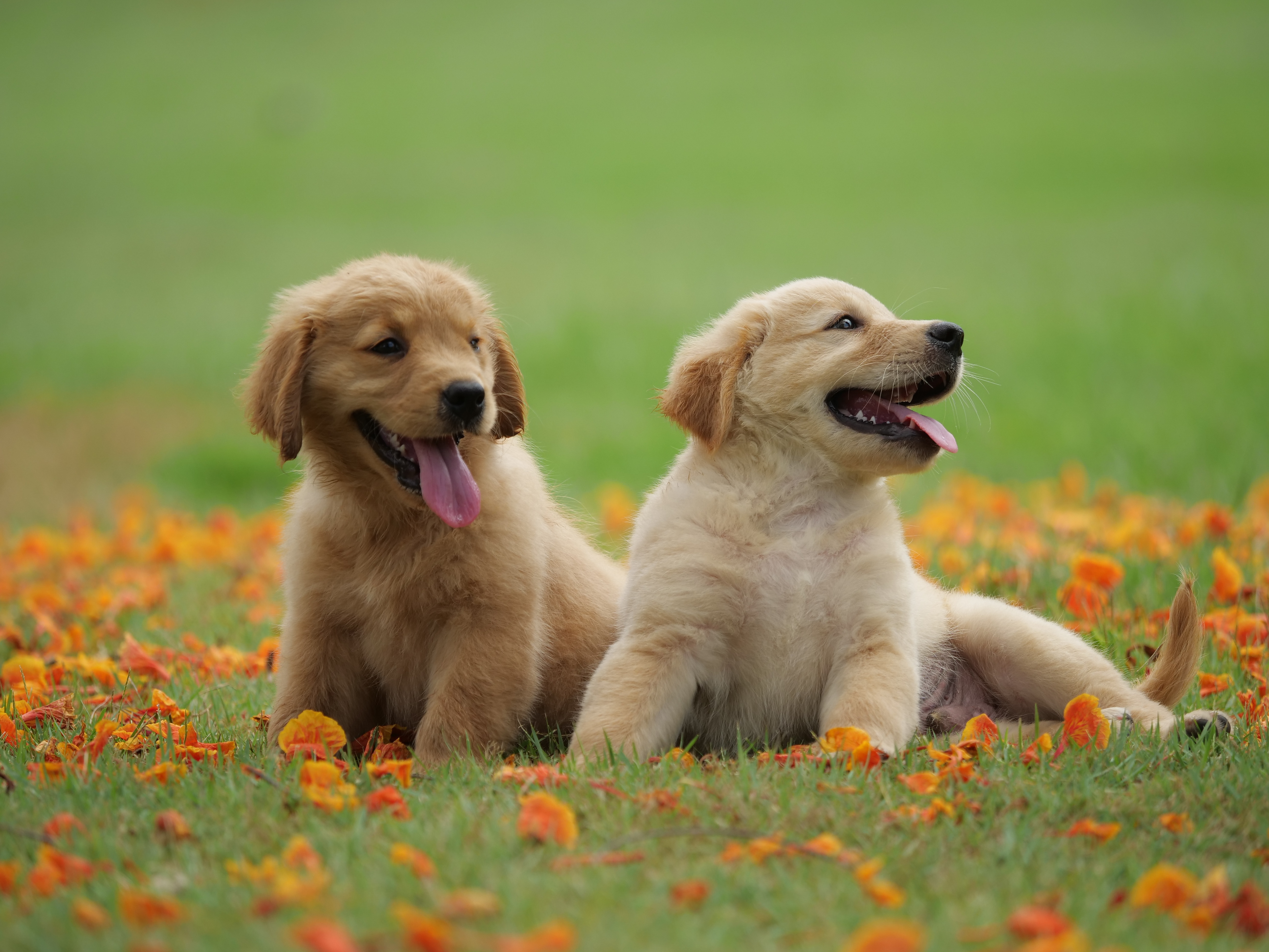 Cute Little Dogs Wallpapers - Wallpaper Cave Cute Little Dogs Wallpapers - Wallpaper Cave