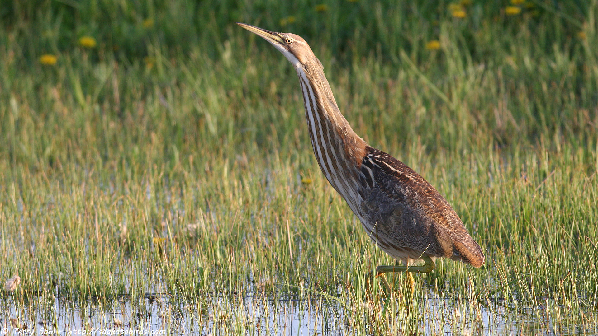 1920x1080 Birds Wallpapers - Wallpaper Cave