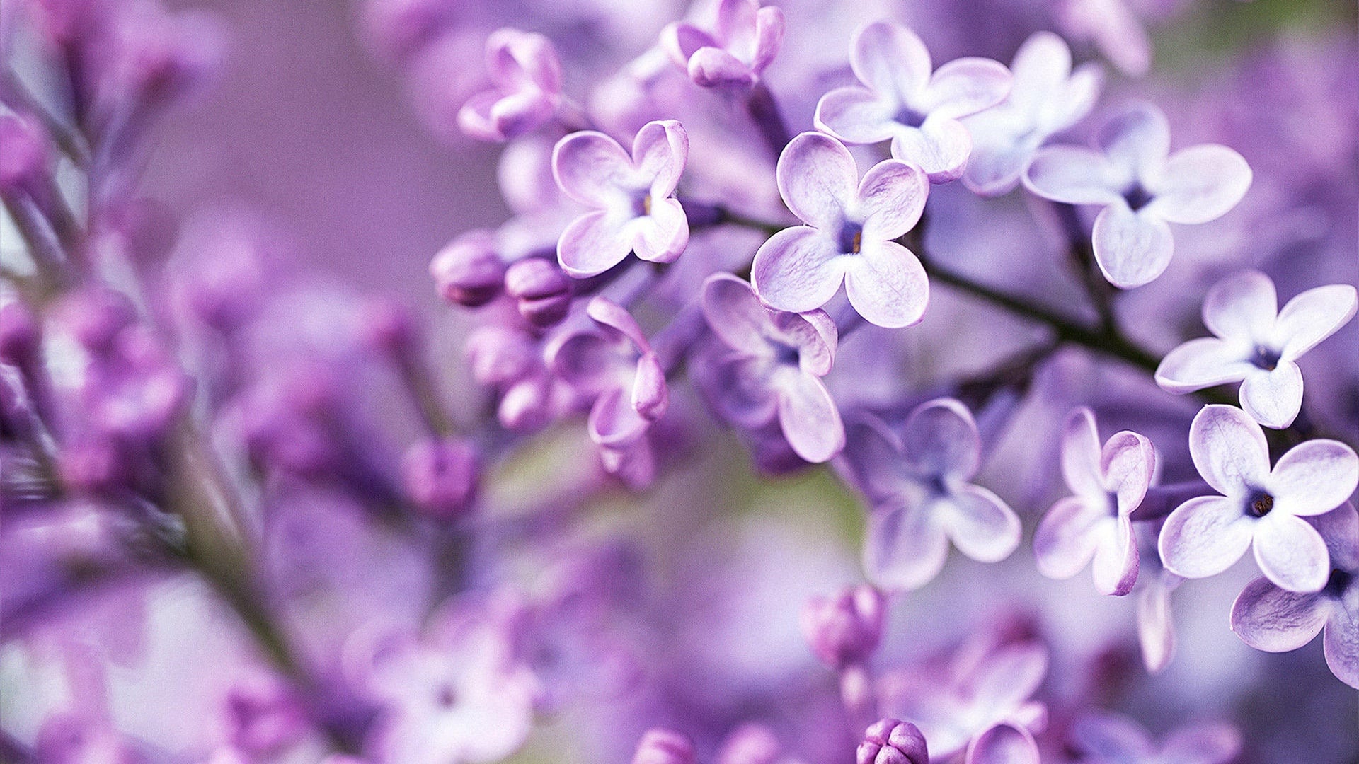 Lilac Desktop Wallpapers - Wallpaper Cave