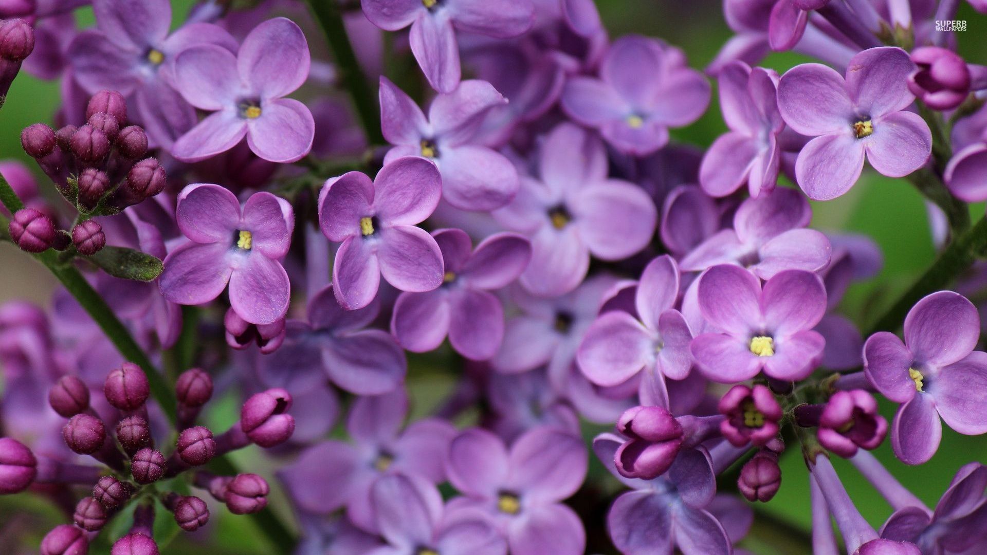 Lilac Desktop Wallpapers - Wallpaper Cave