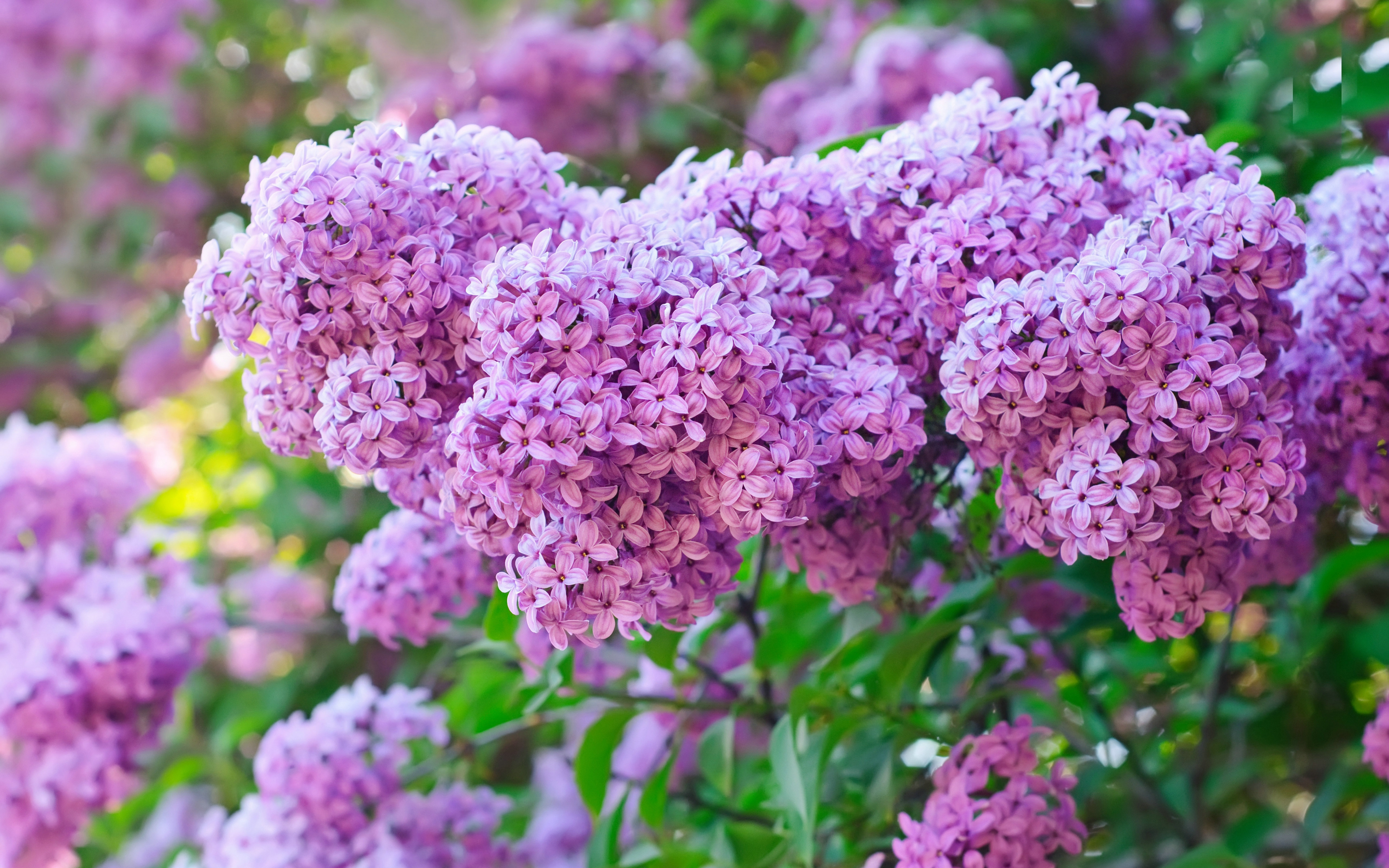 Lilac Desktop Wallpapers - Wallpaper Cave