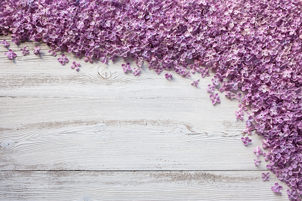 Lilac Desktop Wallpapers - Wallpaper Cave