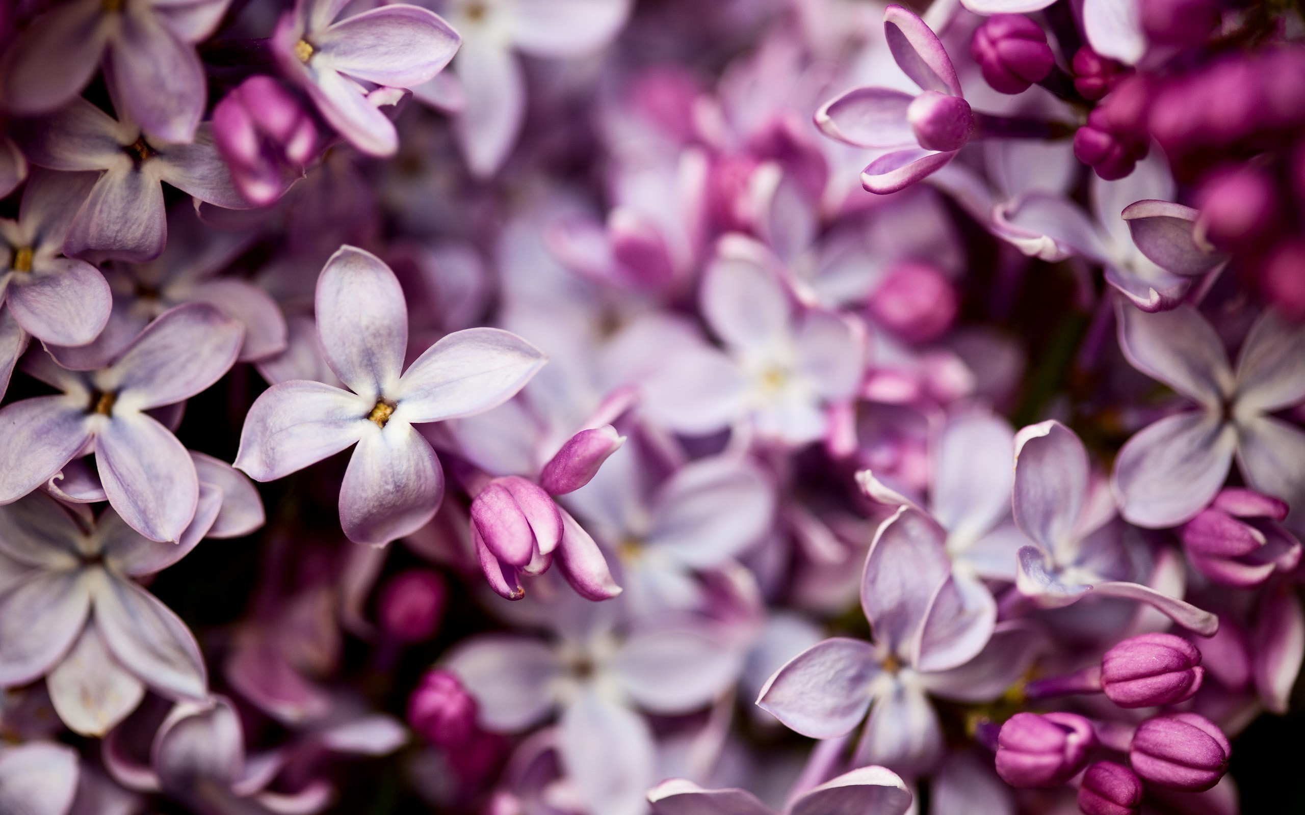 Lilac Desktop Wallpapers - Wallpaper Cave