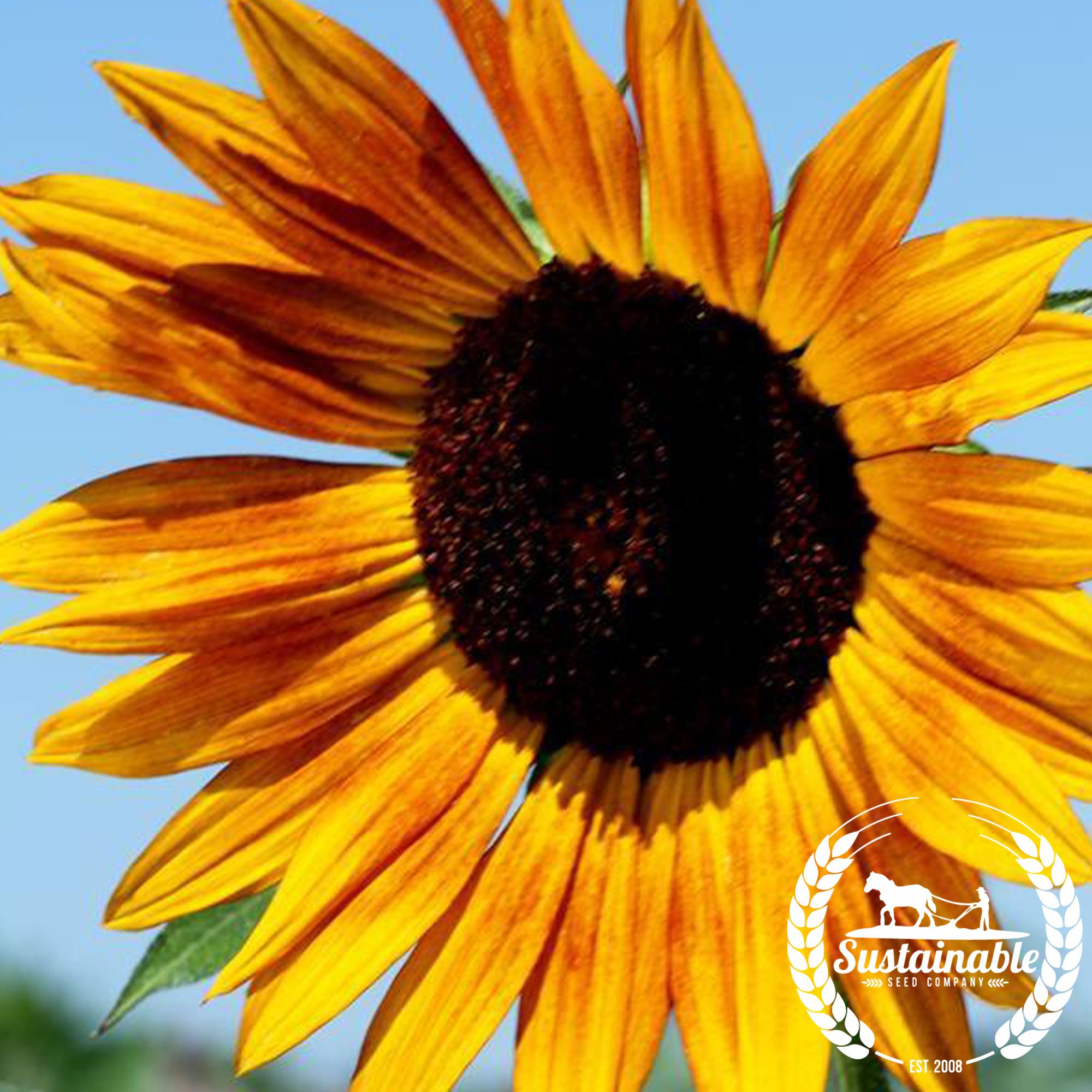 Sunflower Autumn Wallpapers - Wallpaper Cave