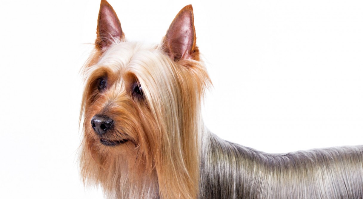 Silky Terrier Wallpapers - Wallpaper Cave