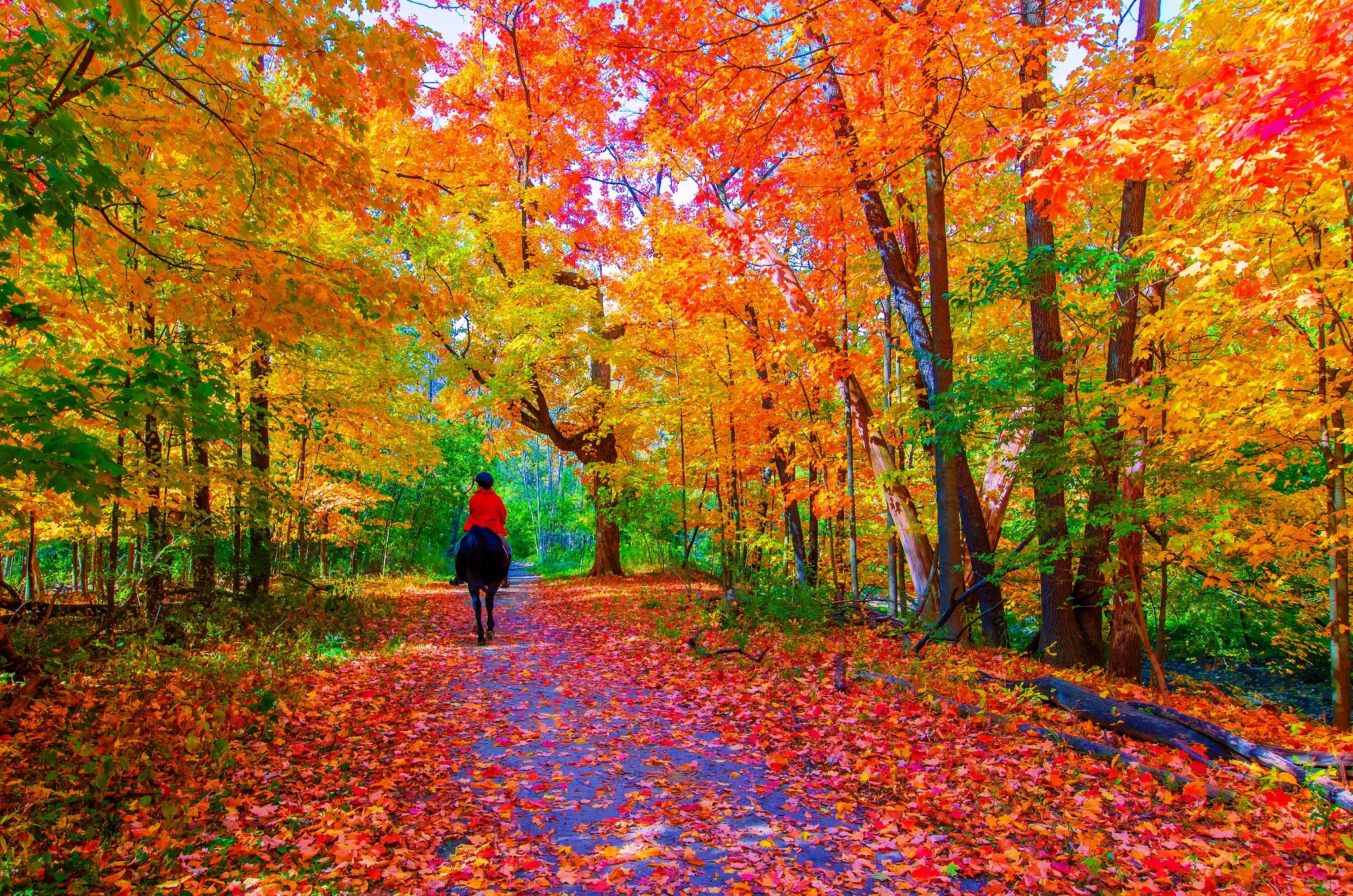 Autumn And Horses Wallpapers - Wallpaper Cave
