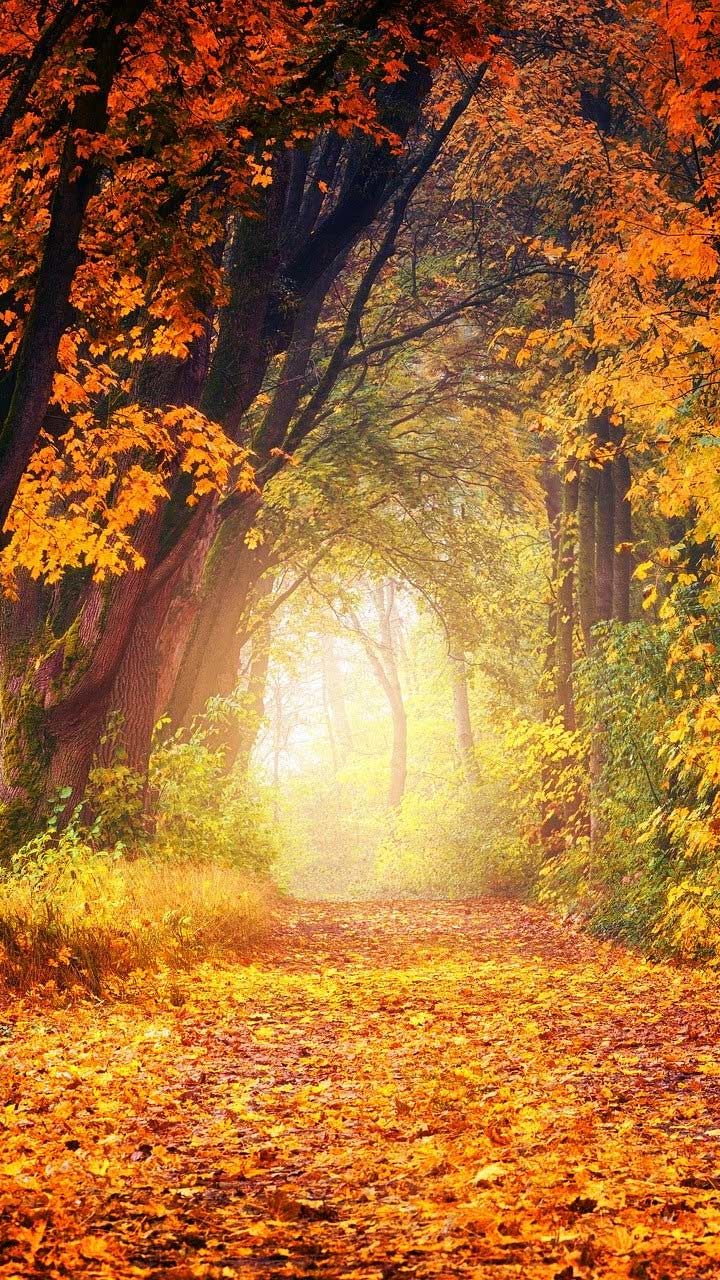 Forest Autumn Phone Wallpapers - Wallpaper Cave