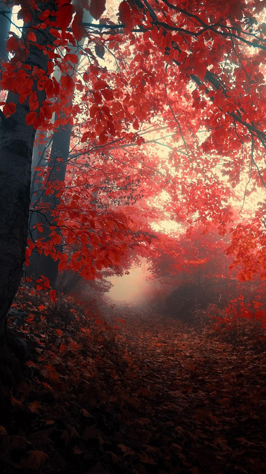 Autumn Red Phone Wallpapers - Wallpaper Cave