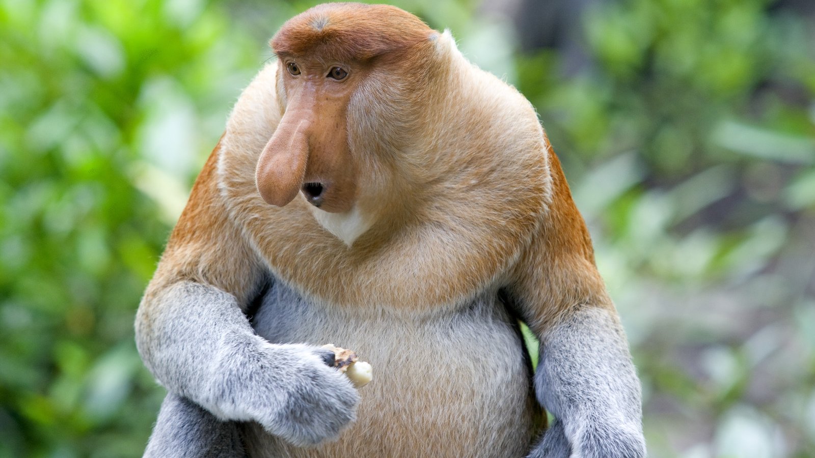 Proboscis Monkey Wallpapers - Wallpaper Cave