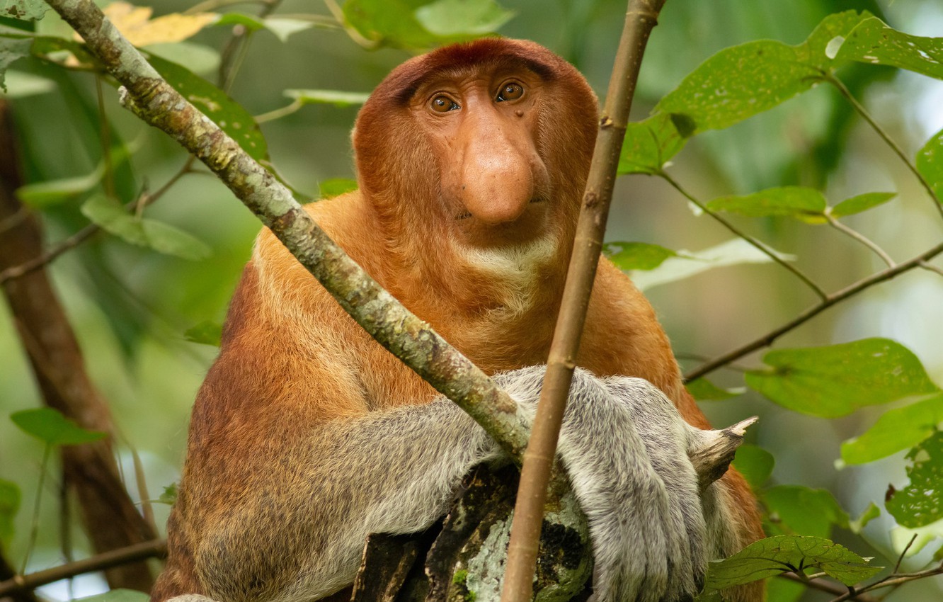 Proboscis Monkey Wallpapers - Wallpaper Cave