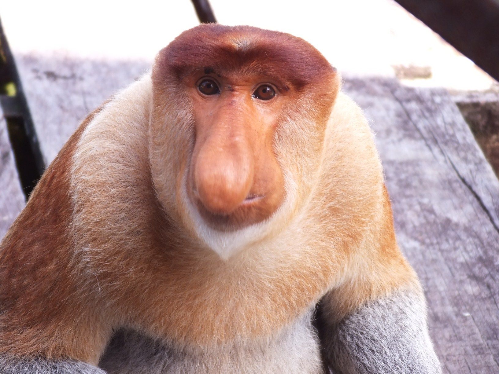 Proboscis Monkey Wallpapers - Wallpaper Cave