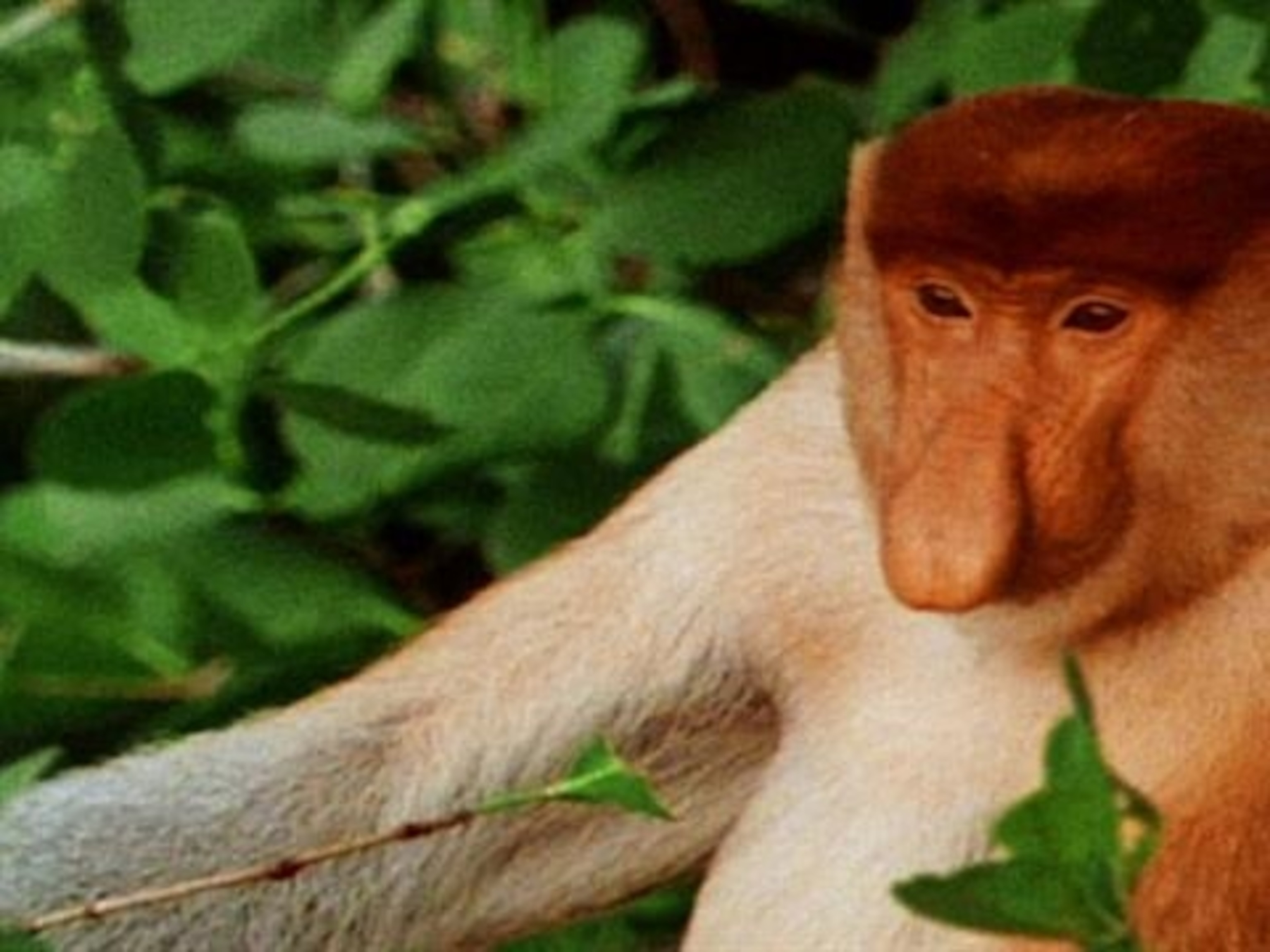 Proboscis Monkey Wallpapers - Wallpaper Cave