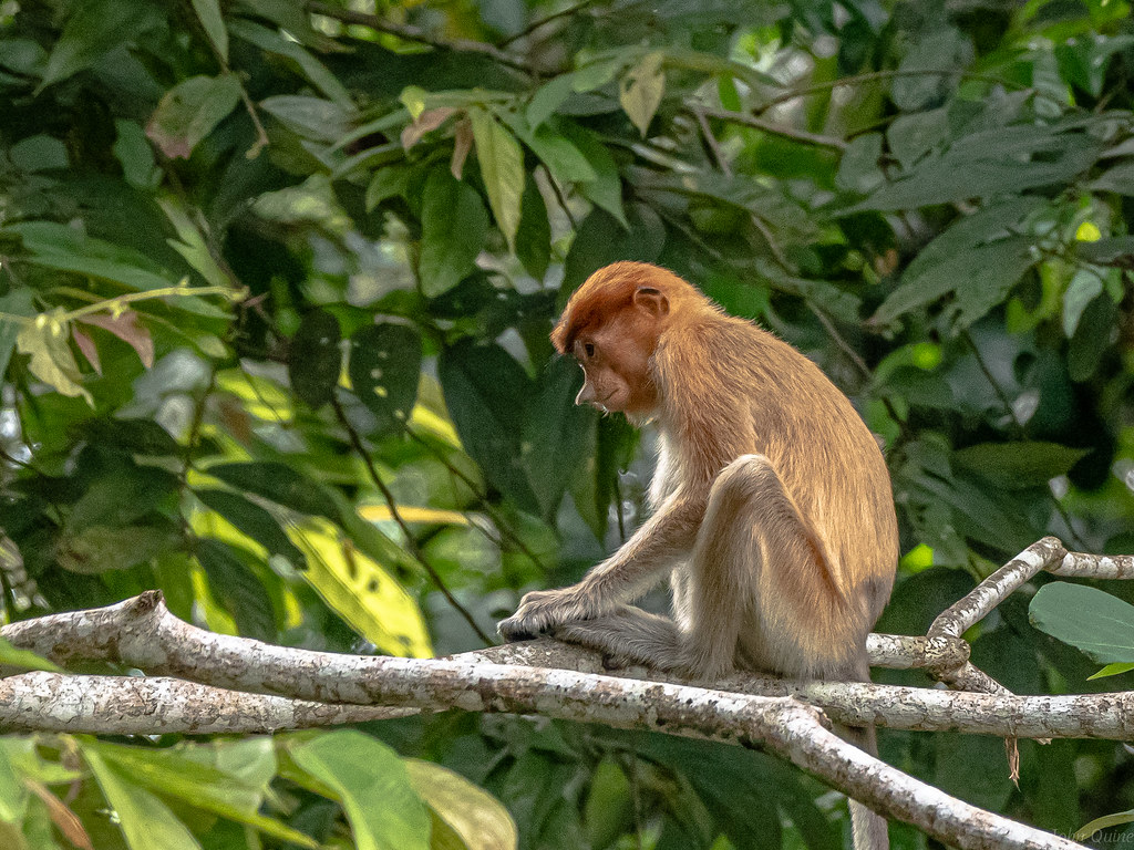 Proboscis Monkey Wallpapers - Wallpaper Cave
