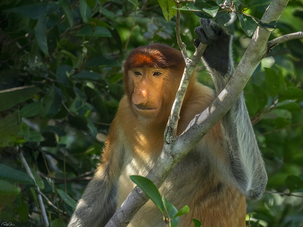 Proboscis Monkey Wallpapers - Wallpaper Cave