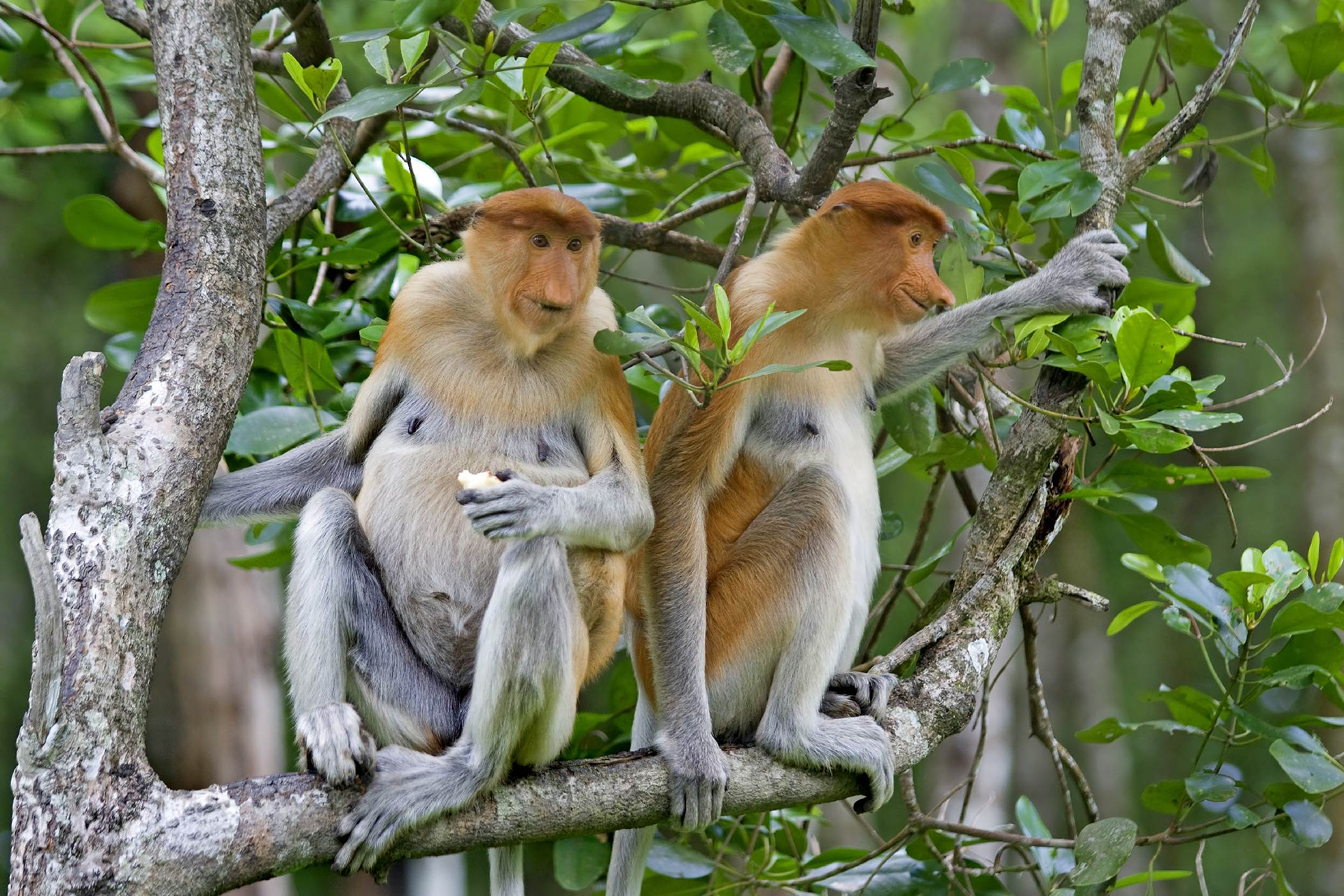 Proboscis Monkey Wallpapers - Wallpaper Cave