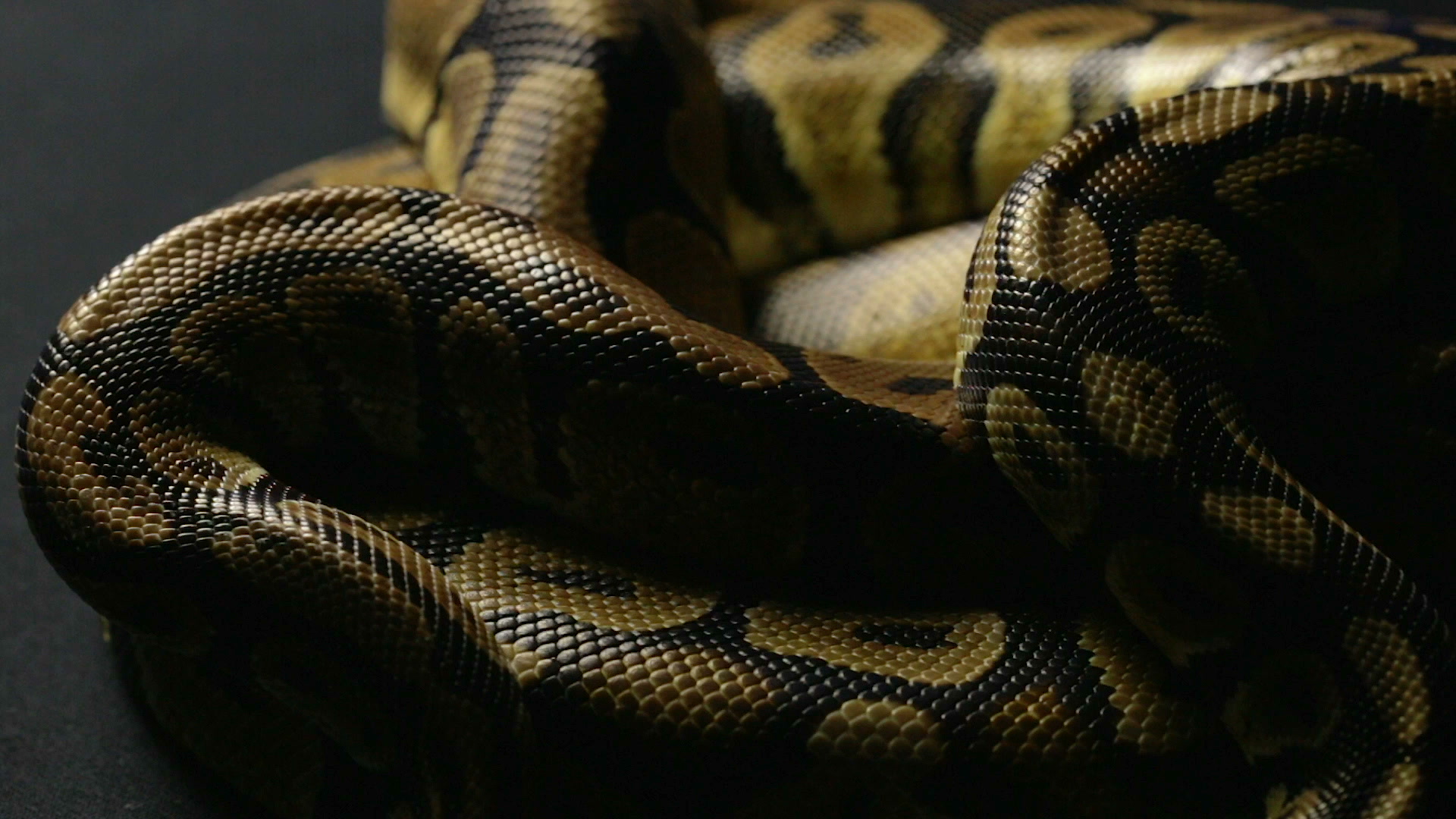 Burmese Python Wallpapers - Wallpaper Cave