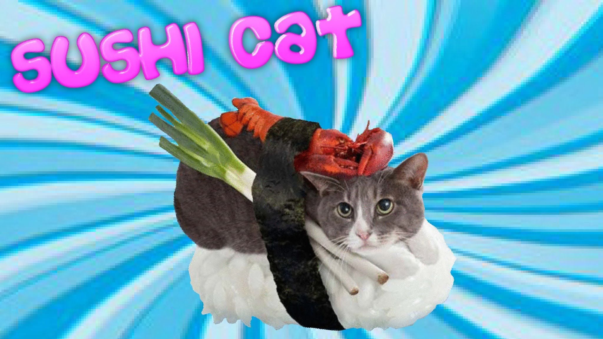 Sushi Cat Wallpapers - Wallpaper Cave