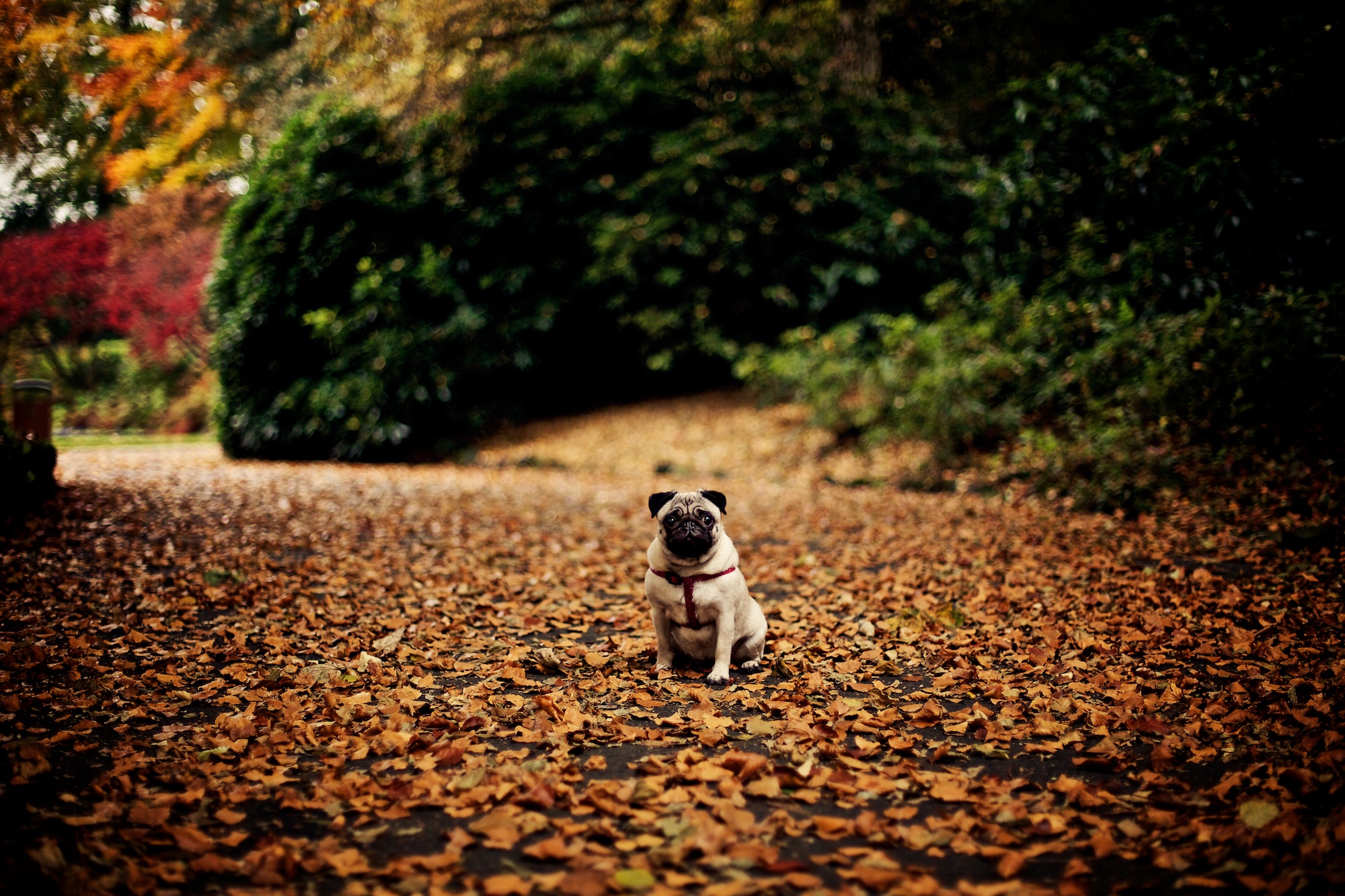 Fall Pug Wallpapers - Wallpaper Cave