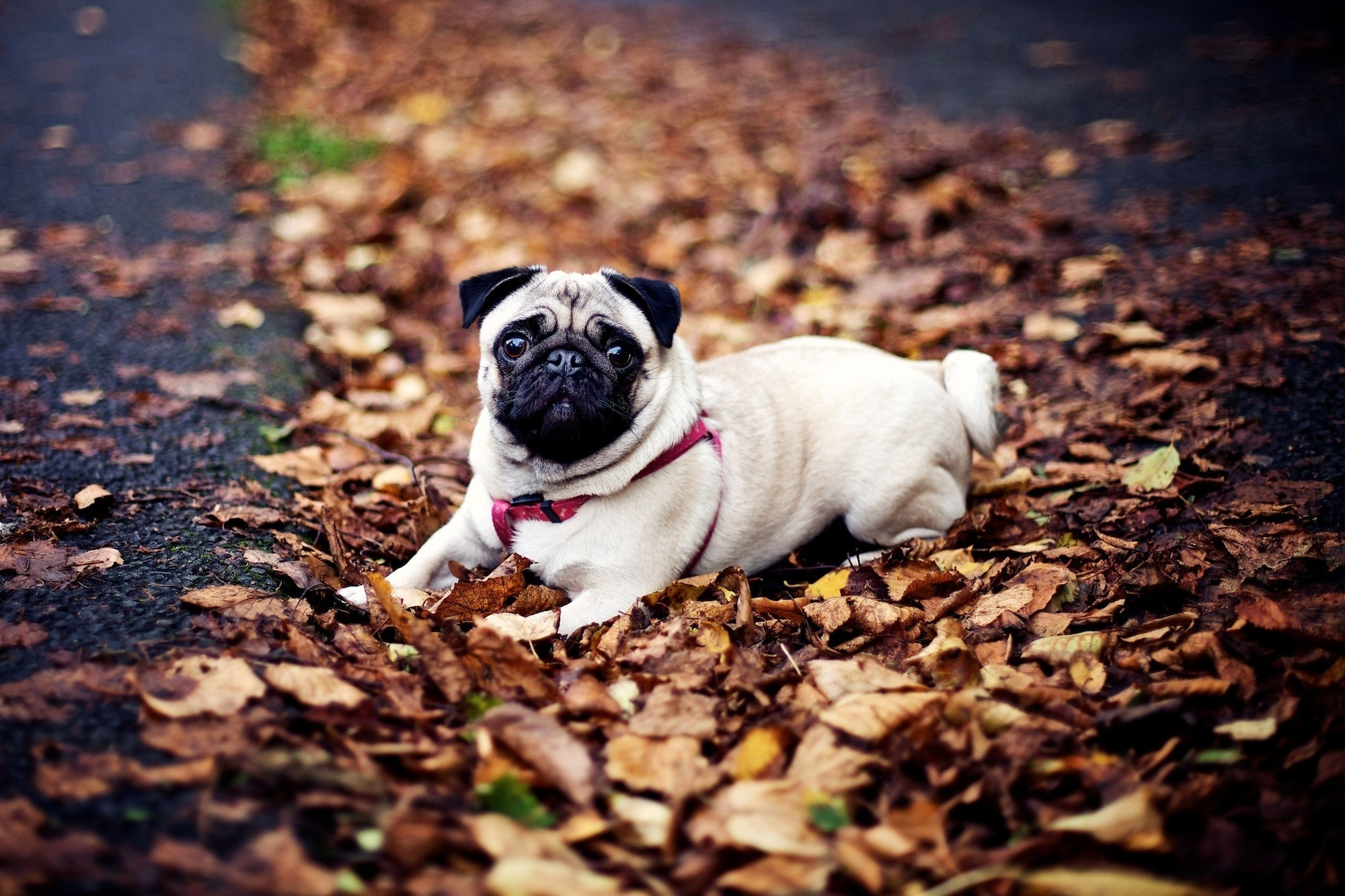Fall Pug Wallpapers - Wallpaper Cave