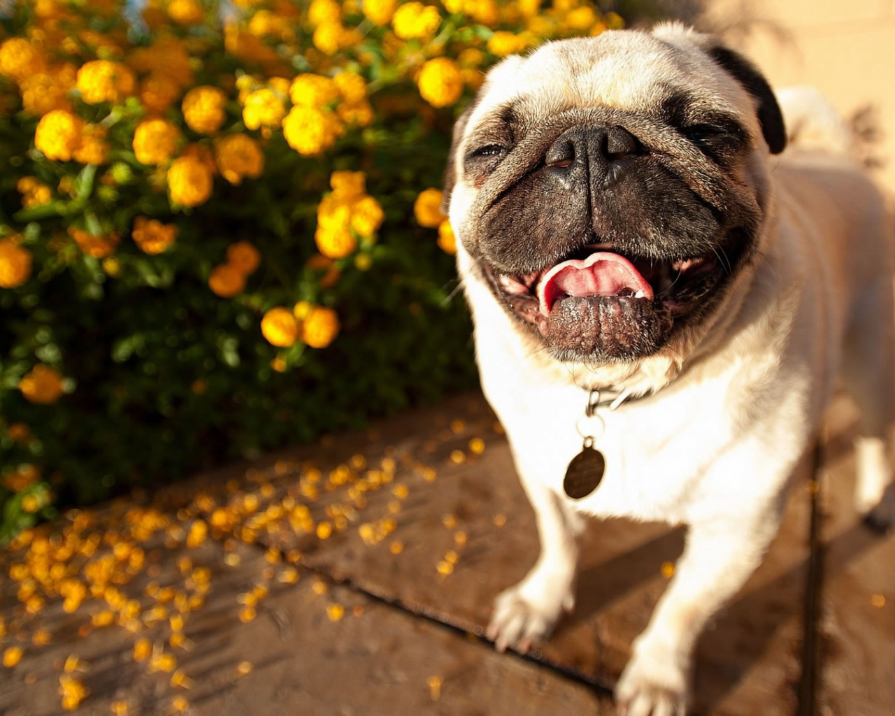 Fall Pug Wallpapers - Wallpaper Cave
