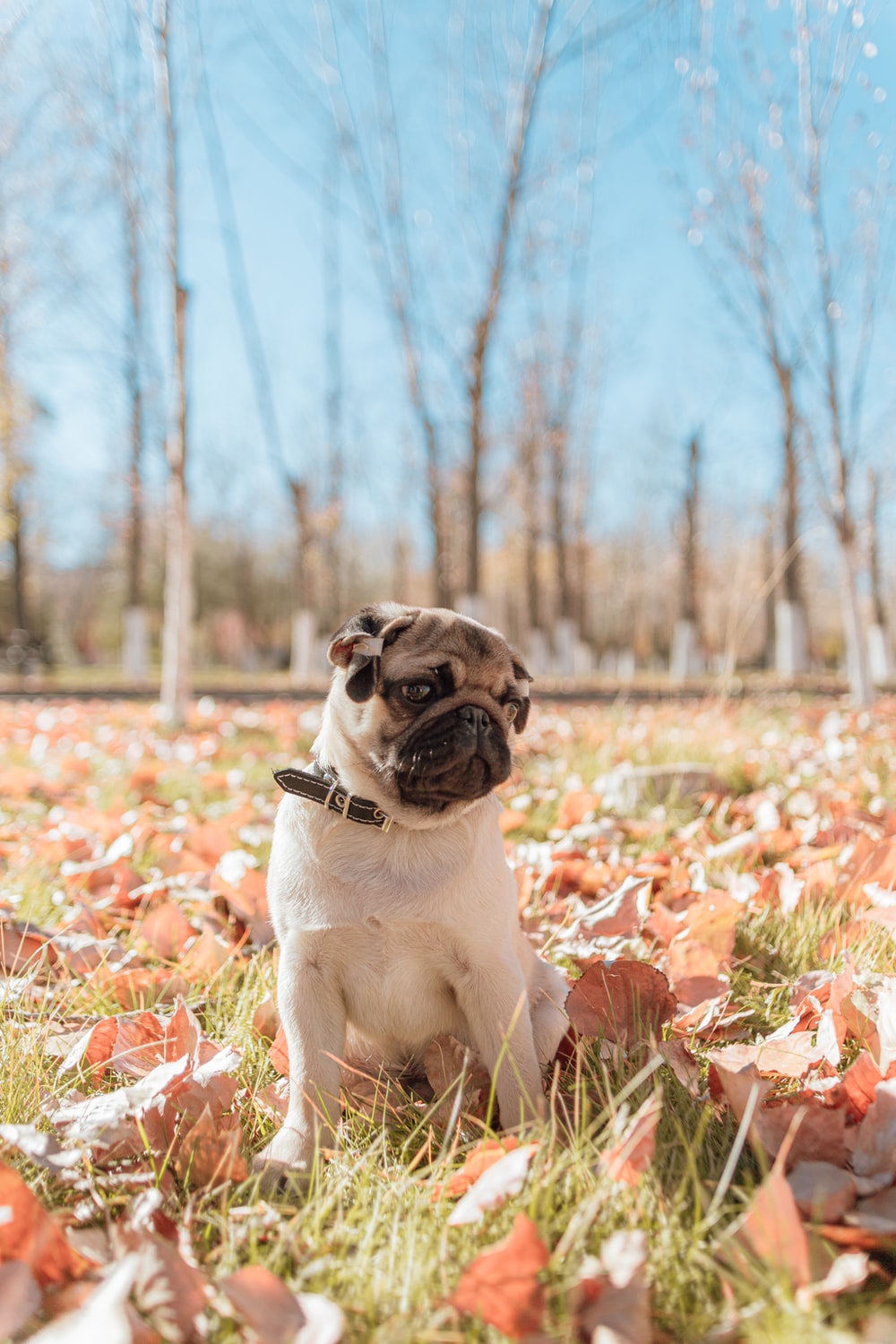 Fall Pug Wallpaper