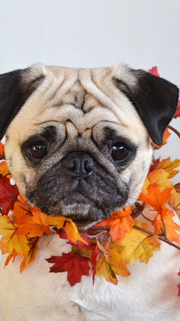 Fall Pug Wallpapers - Wallpaper Cave