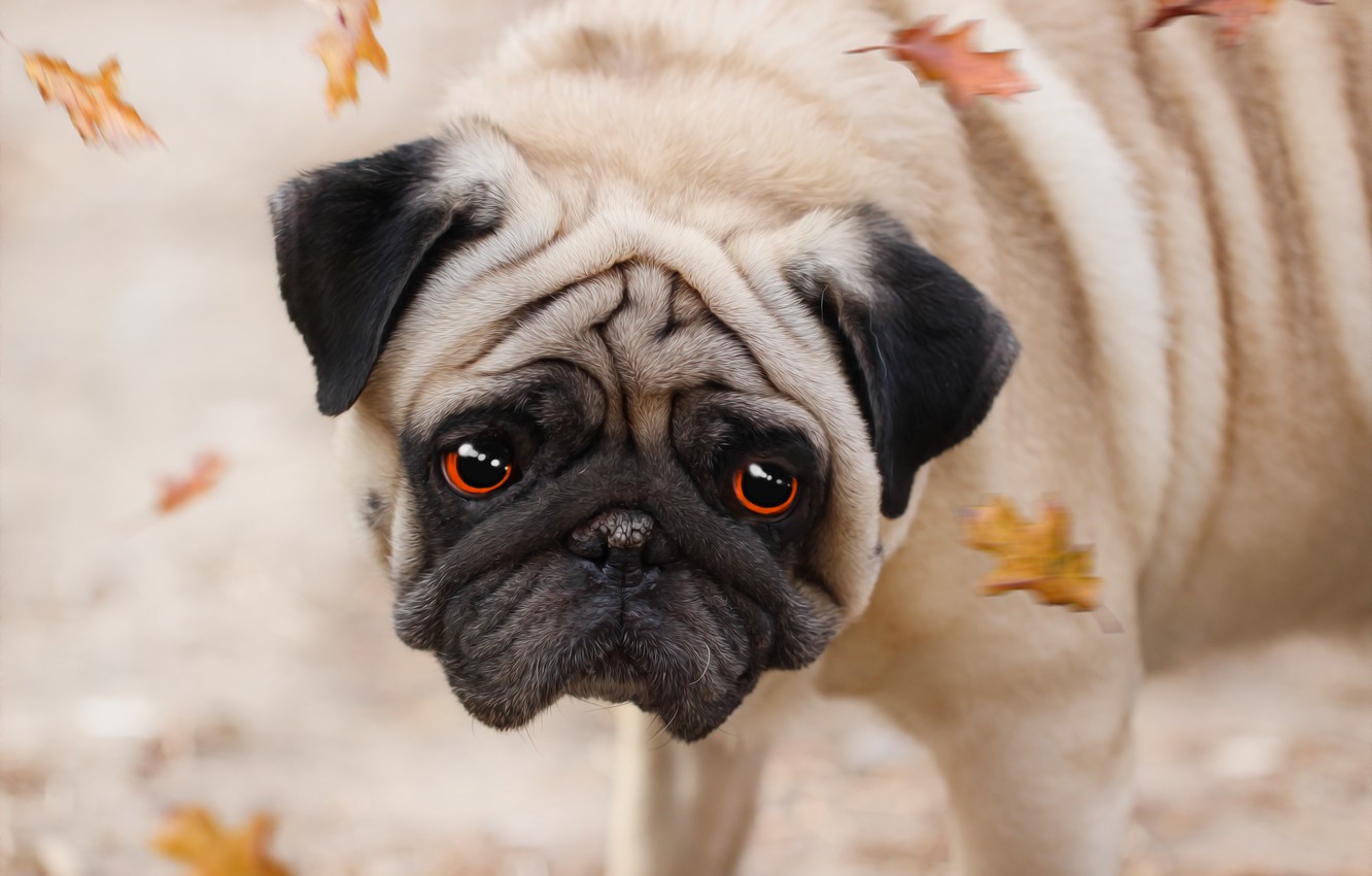 Fall Pug Wallpapers - Wallpaper Cave