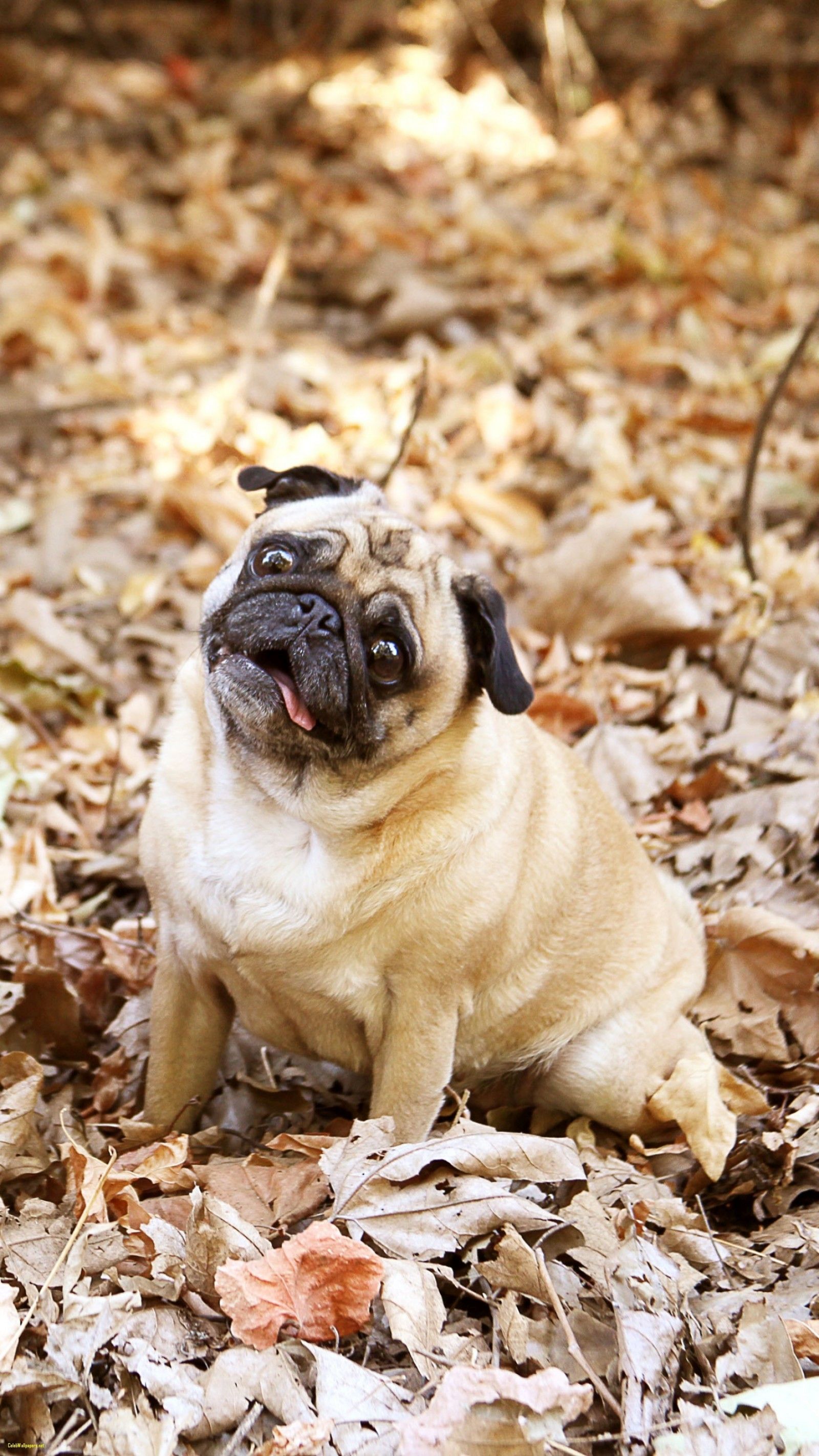 Fall Pug Wallpapers - Wallpaper Cave