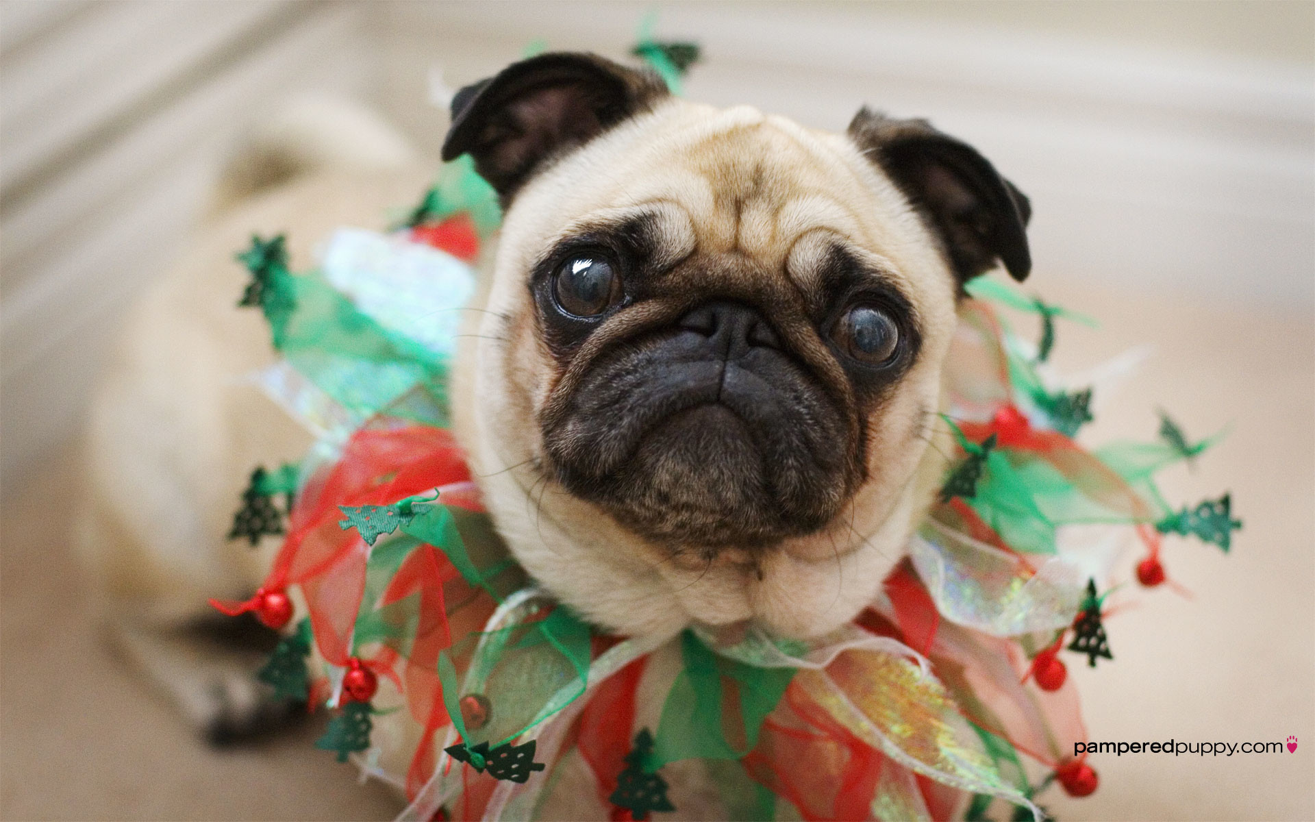 Fall Pug Wallpapers - Wallpaper Cave