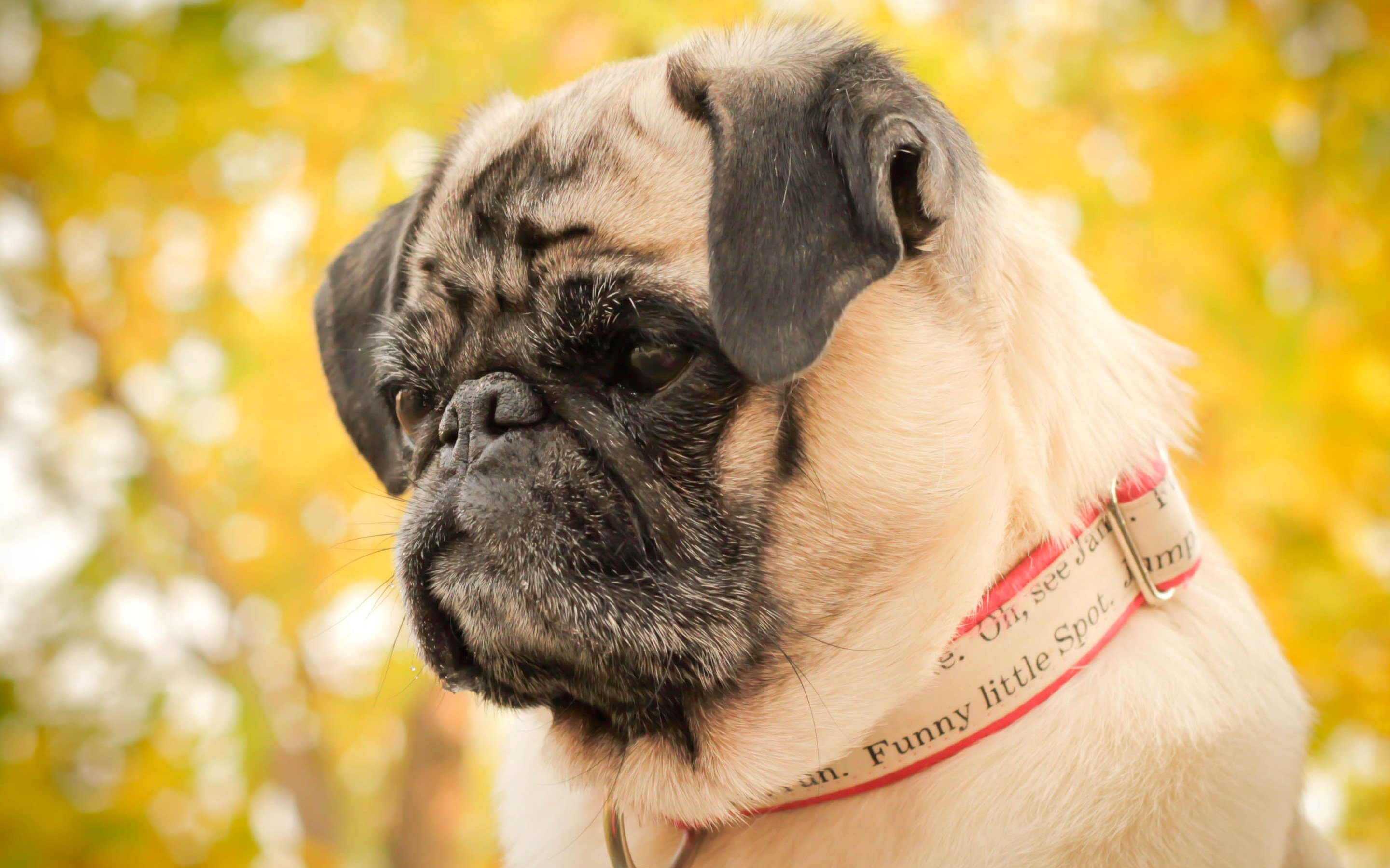Fall Pug Wallpapers - Wallpaper Cave