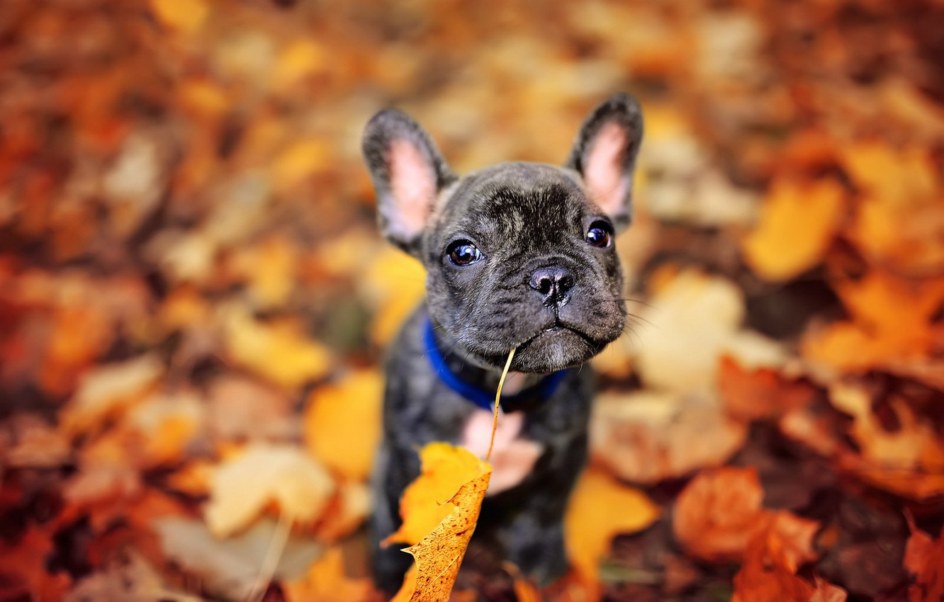Fall Pug Wallpapers - Wallpaper Cave