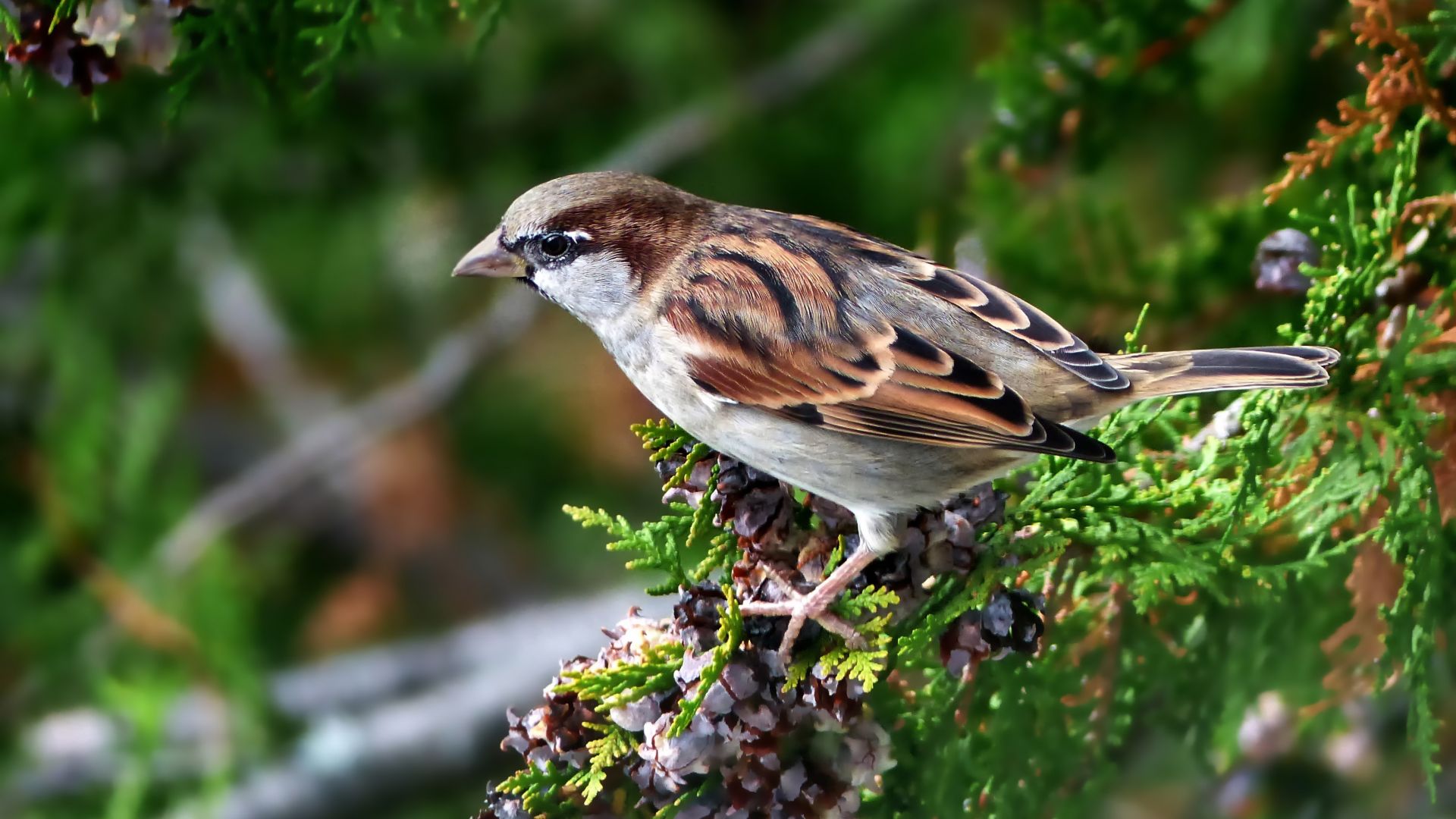 Sparrow Bird Wallpapers - Wallpaper Cave