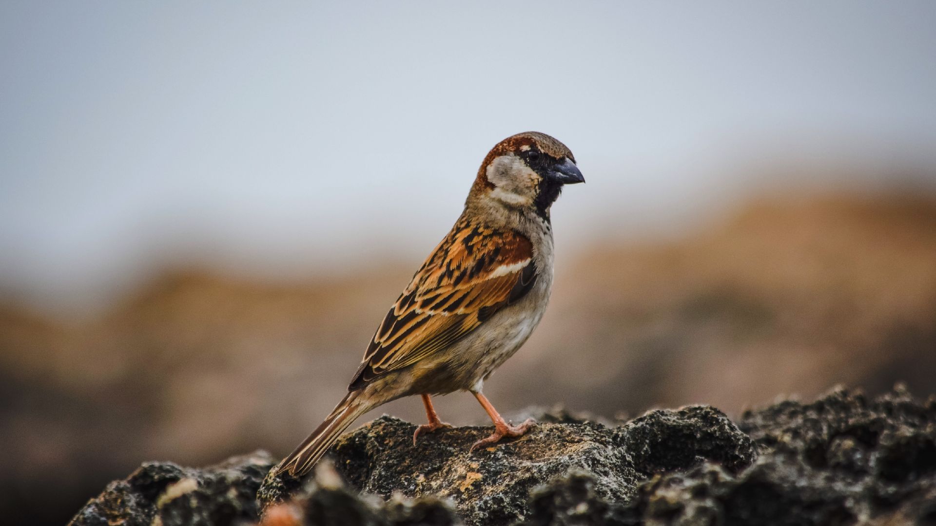 Sparrow Bird Wallpapers - Wallpaper Cave