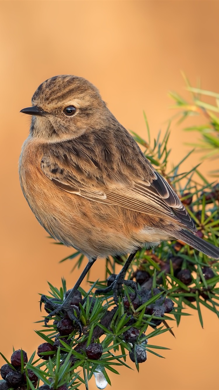 Cute Sparrow Iphone Wallpaper
