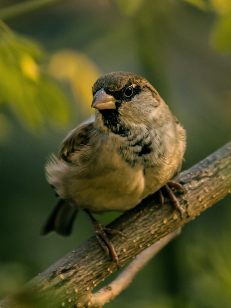 Sparrow Bird Wallpapers - Wallpaper Cave