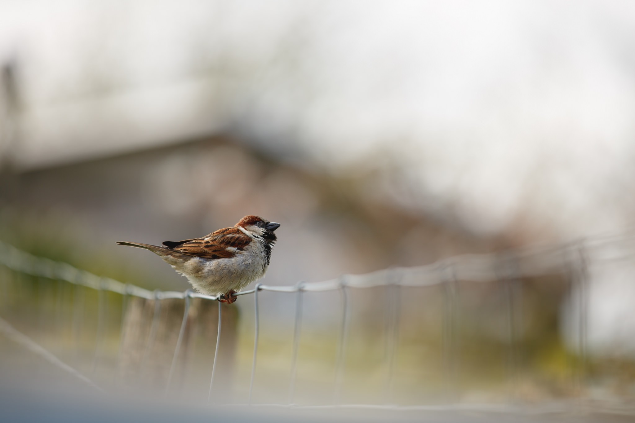 Sparrow Bird Wallpapers - Wallpaper Cave