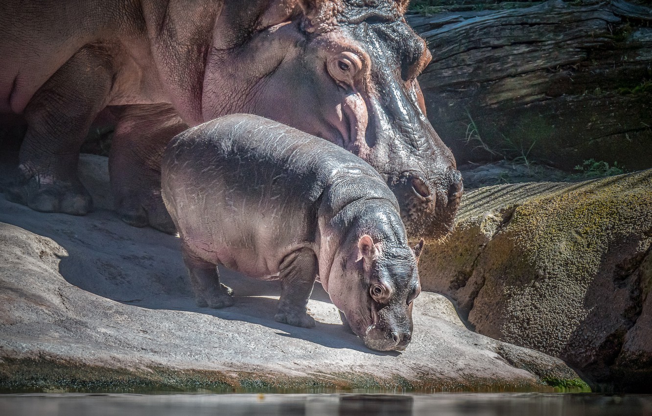 Baby Hippo Wallpapers - Wallpaper Cave