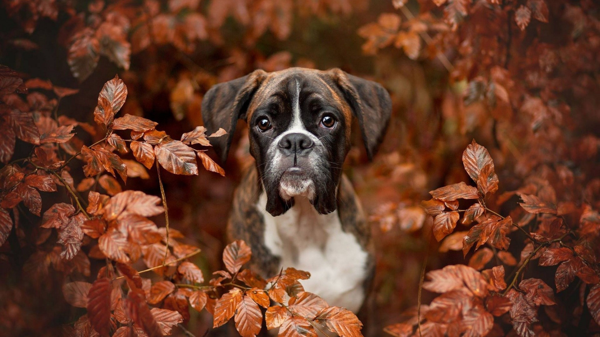 Dogs Autumn Wallpapers - Wallpaper Cave