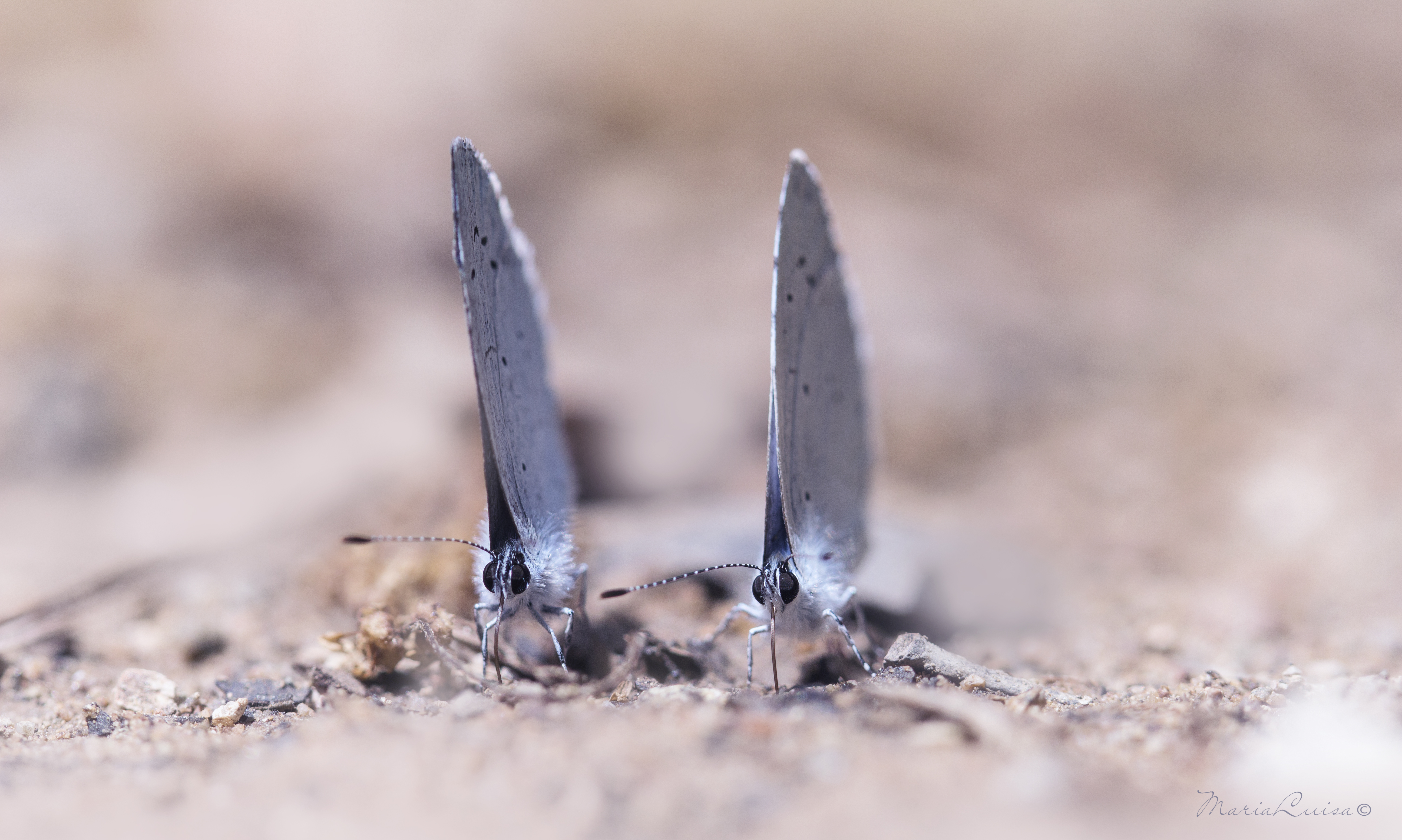 Winter Butterflies Wallpapers - Wallpaper Cave