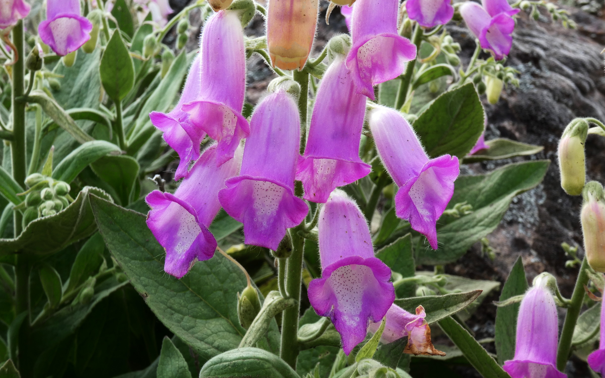 Digitalis Thapsi Wallpapers - Wallpaper Cave