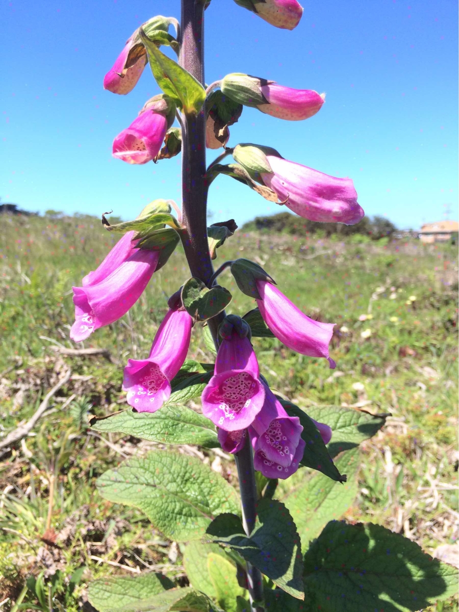Digitalis Thapsi Wallpapers - Wallpaper Cave