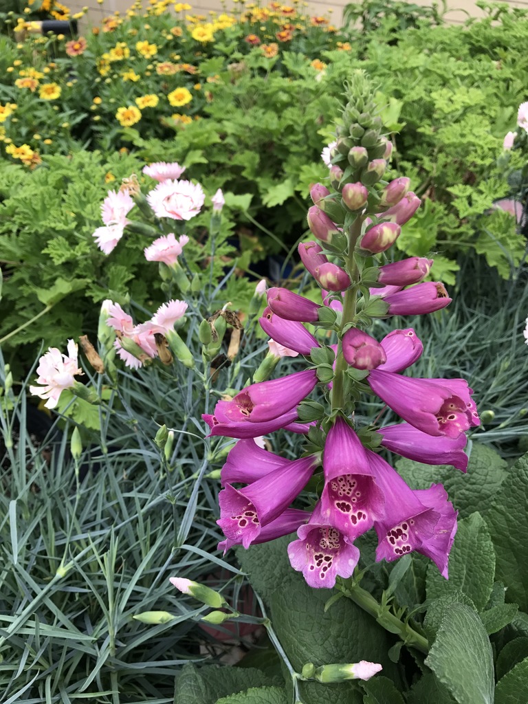 Digitalis Thapsi Wallpapers - Wallpaper Cave