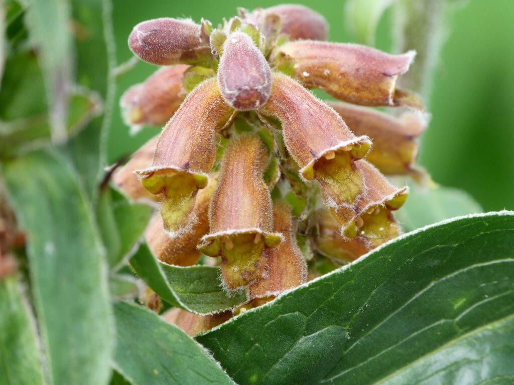 Digitalis Thapsi Wallpapers - Wallpaper Cave