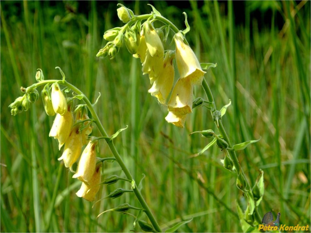 Digitalis Thapsi Wallpapers - Wallpaper Cave